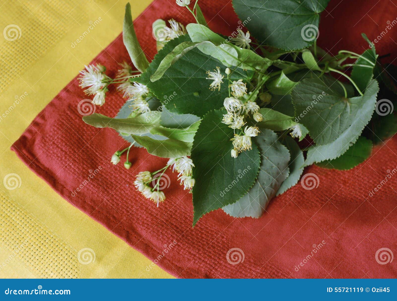 Lipa stock image. Image of green, freshness, store, flowering - 55721119