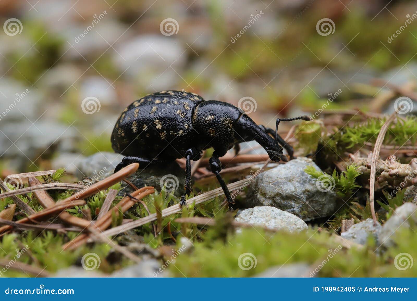 Liparus germanus stock image. Image of arthropod, biology - 198942405