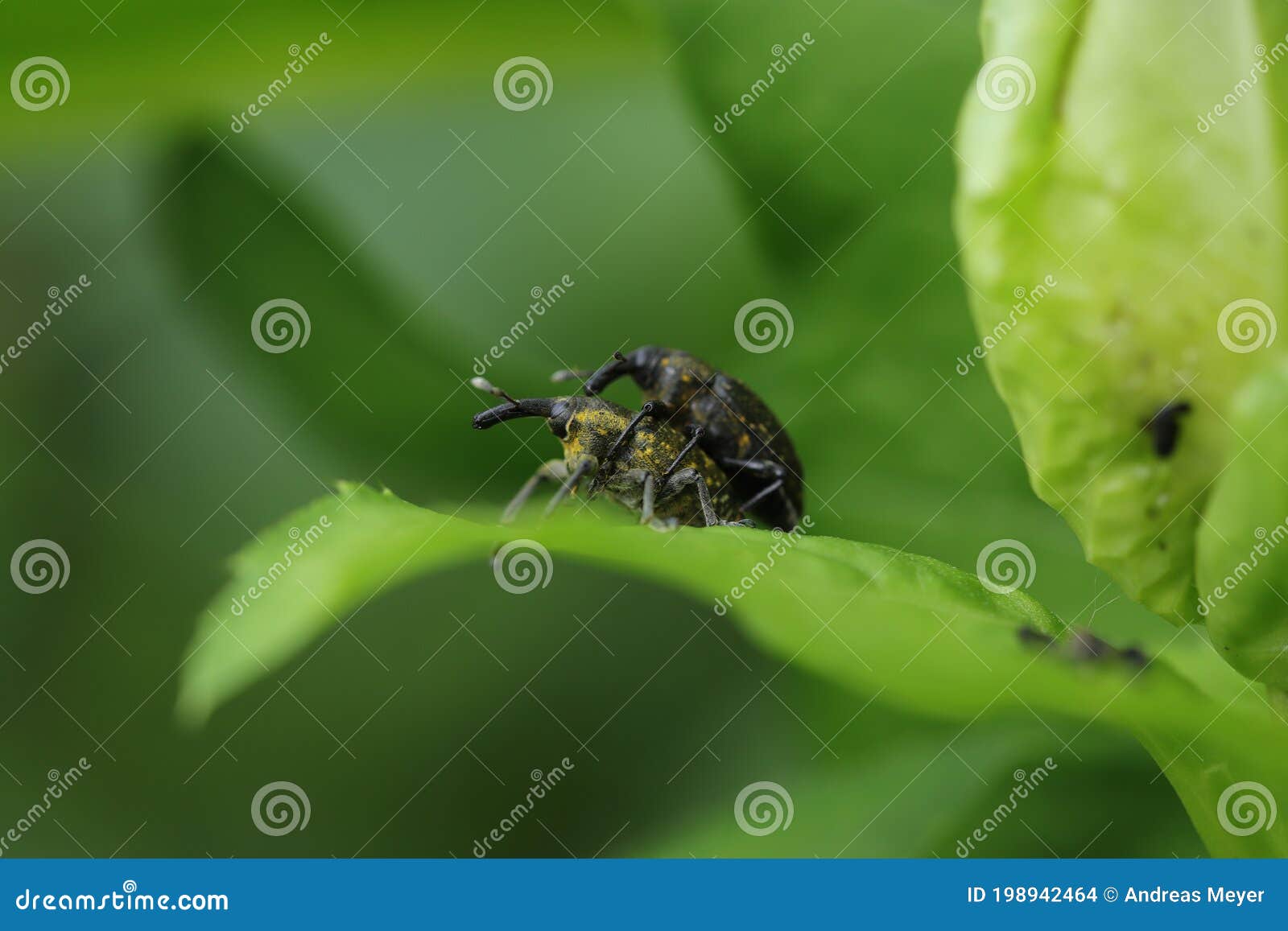 Liparus germanus stock photo. Image of summer, macro - 198942464