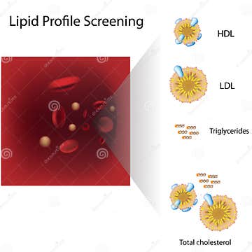 Lipid profile blood test stock vector. Illustration of lipid - 27192405