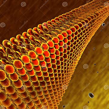 Lipids and Fats Viewed Under a Microscope Stock Illustration ...