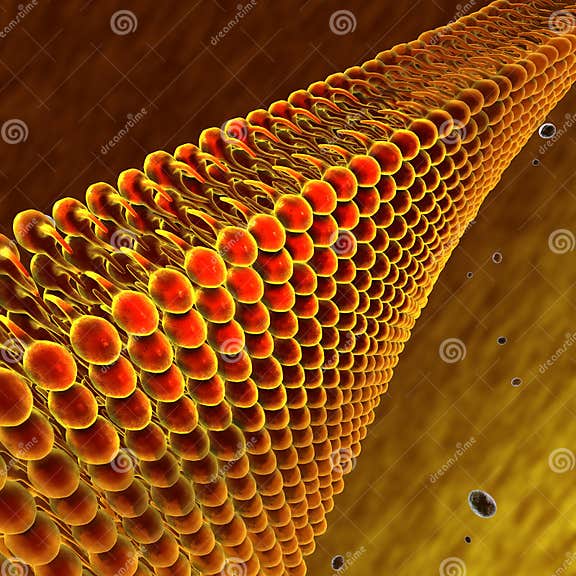Lipids and Fats Viewed Under a Microscope Stock Illustration ...