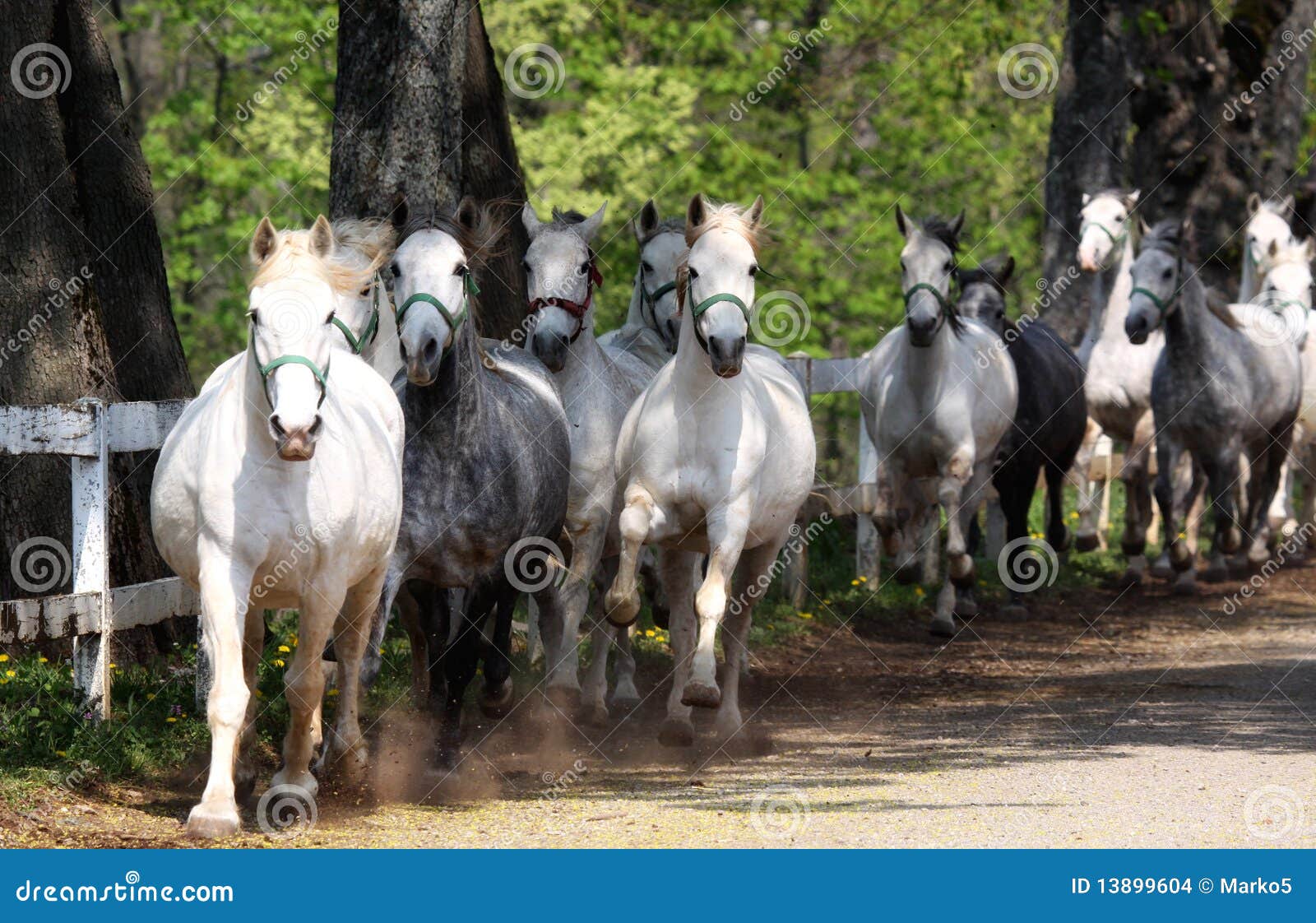 Lipizzan horses stock photo. Image of lipizzaner, runner - 13899604