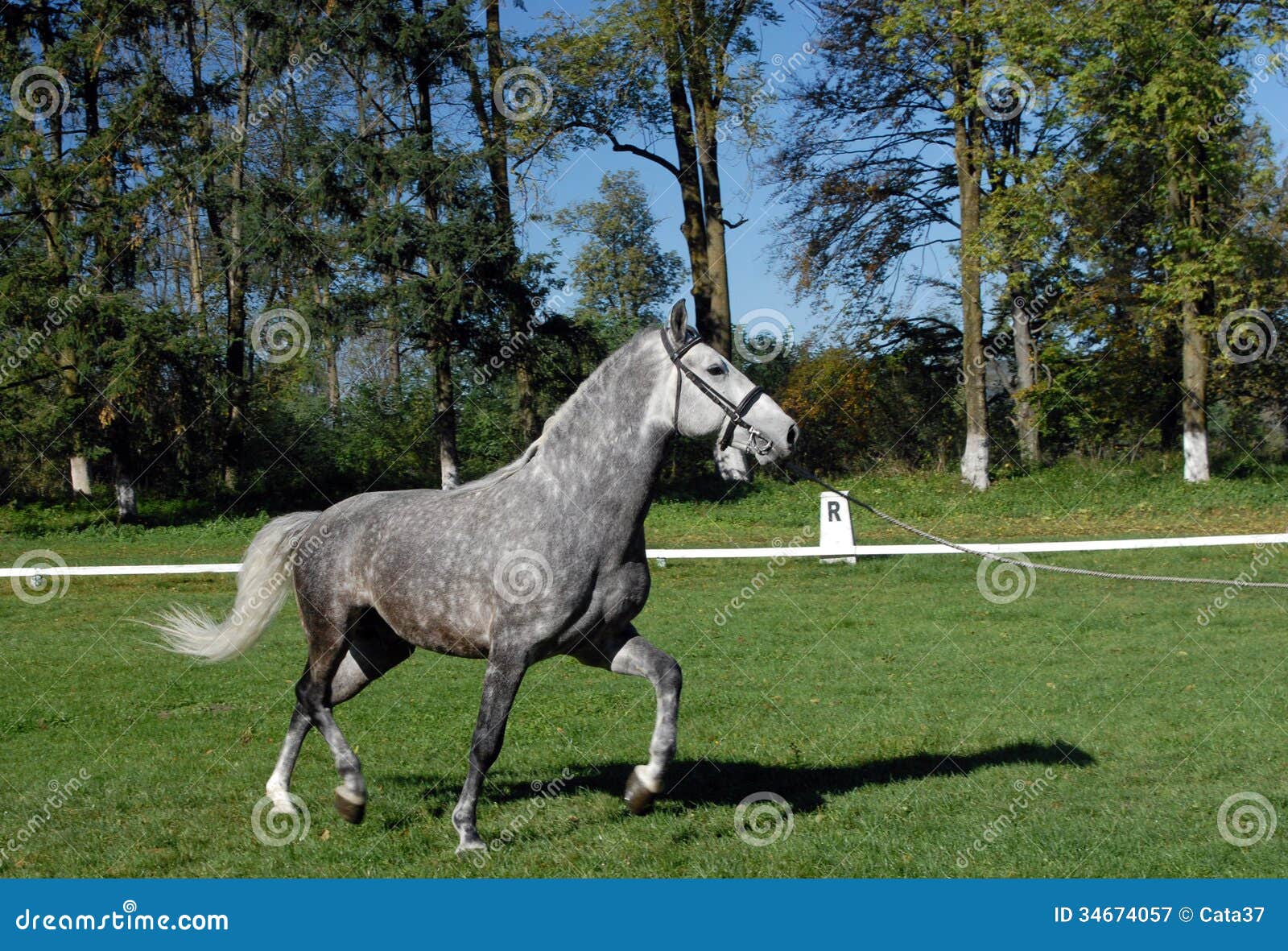 Lipizzan horses stock image. Image of beauty, animal - 34674057