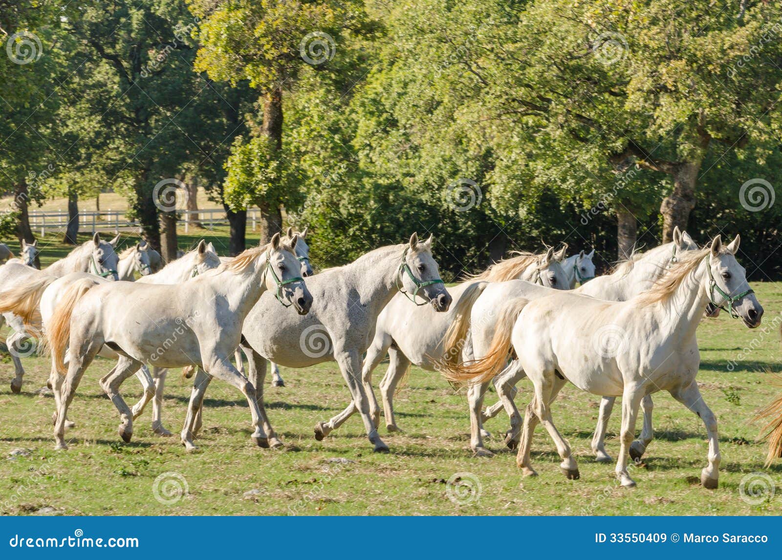 Lipizzan horses stock image. Image of nature, white, breed - 33550409
