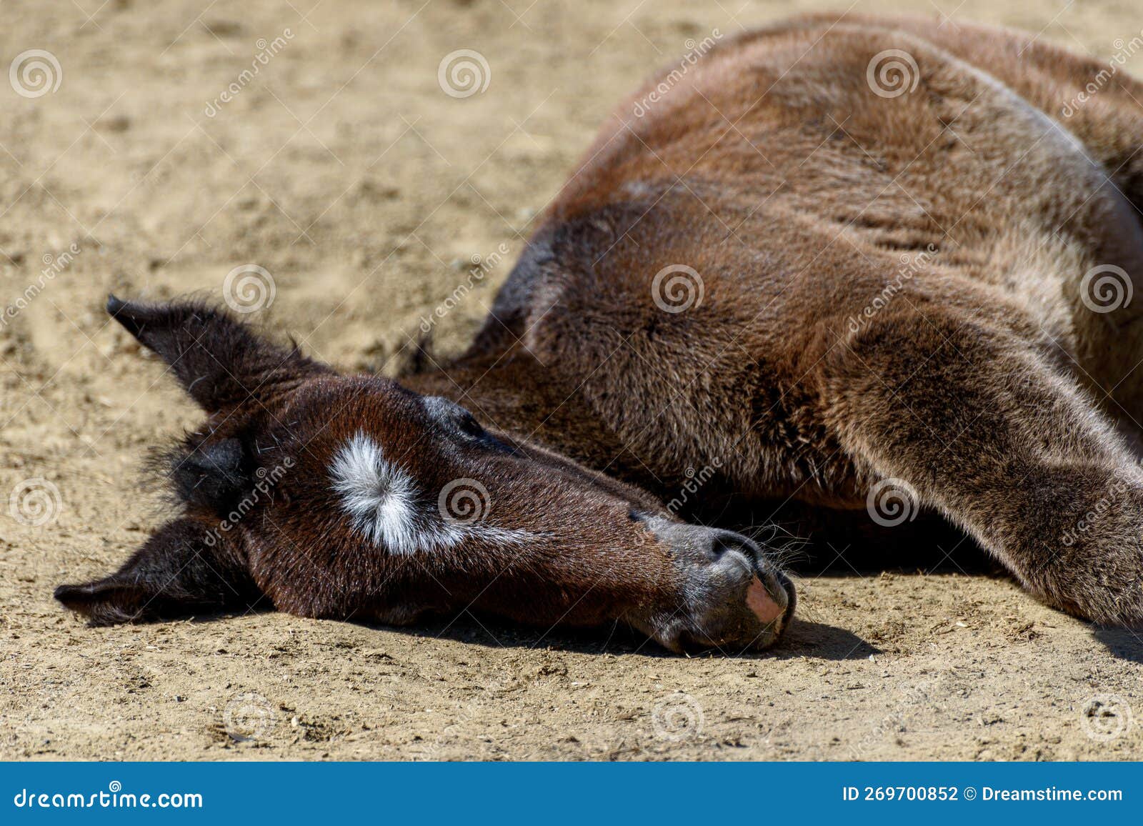 Lipizzan Mare And Purebred Dark Newborn Foal Stock Image ...