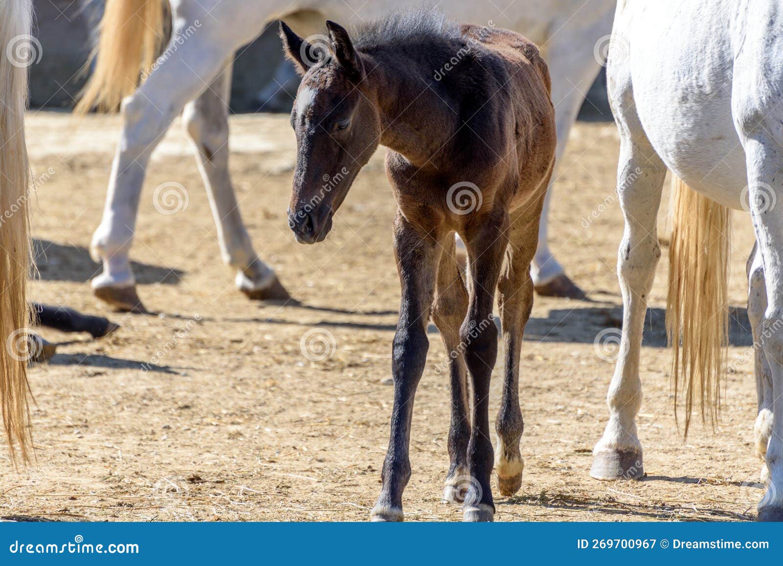 Lipizzan Mare And Purebred Dark Newborn Foal Stock Image ...
