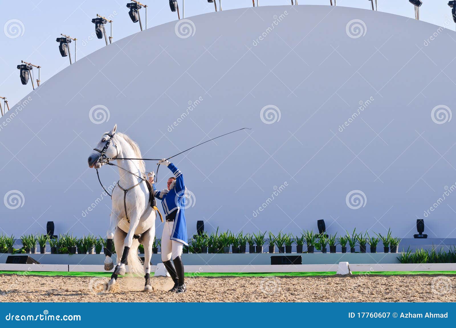 Lipizzan Stallions show editorial photography. Image of manama - 17760607