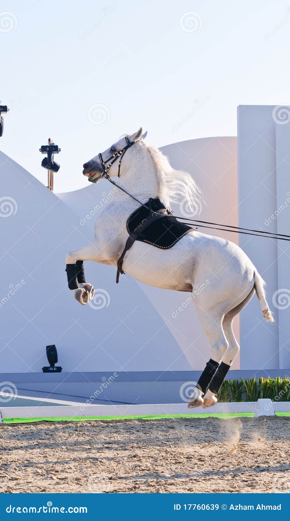 Lipizzan Stallions show editorial stock image. Image of east - 17760639