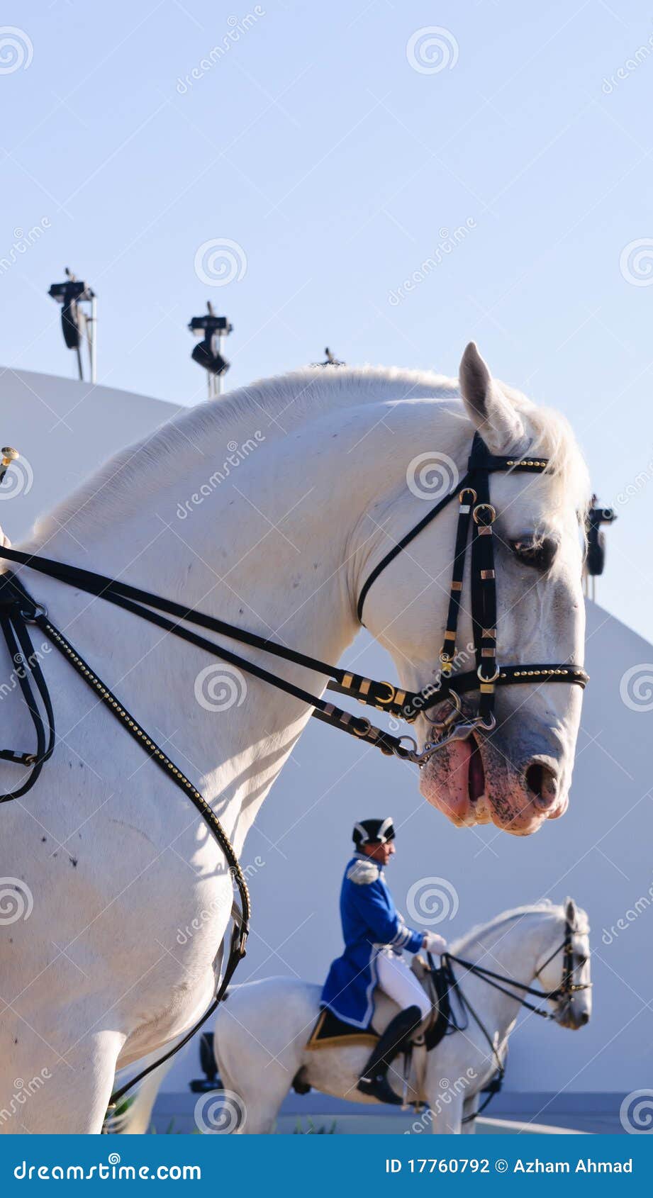 Lipizzan Stallions show editorial photography. Image of faithful - 17760792