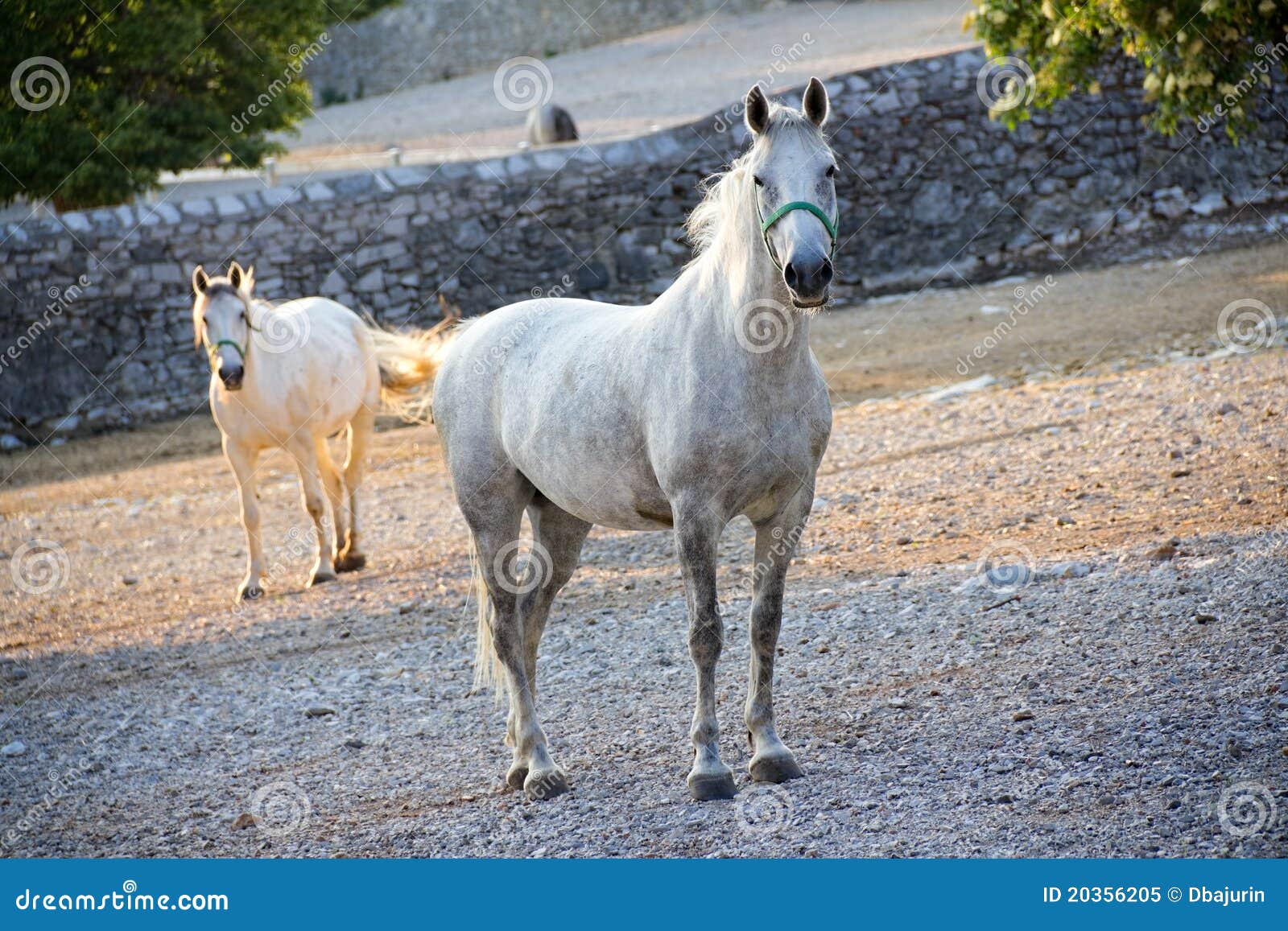 Lipizzaner horse stock image. Image of animal, mediterranean - 20356205