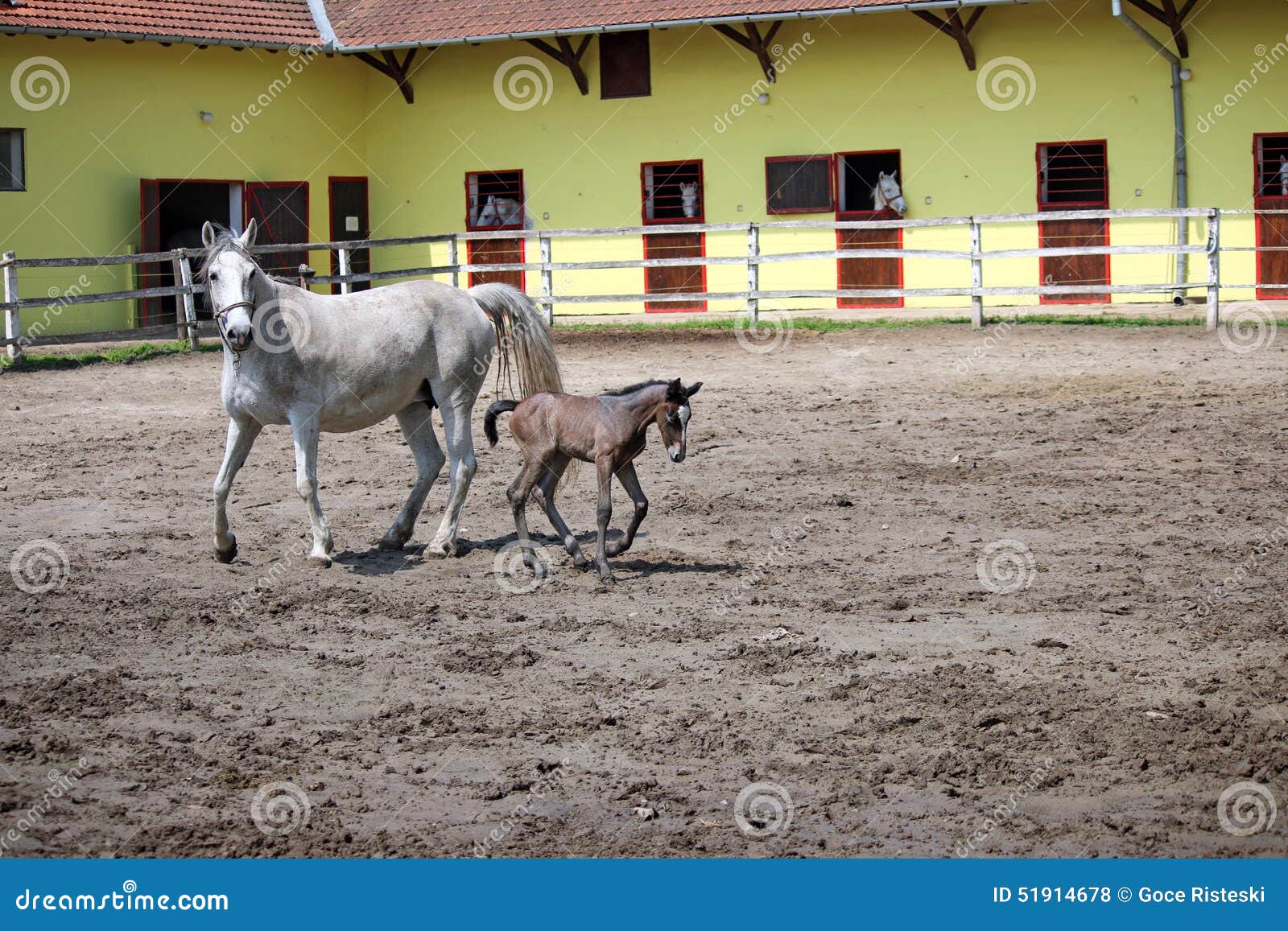 Lipizzaner Horse Royalty-Free Stock Photography | CartoonDealer.com ...