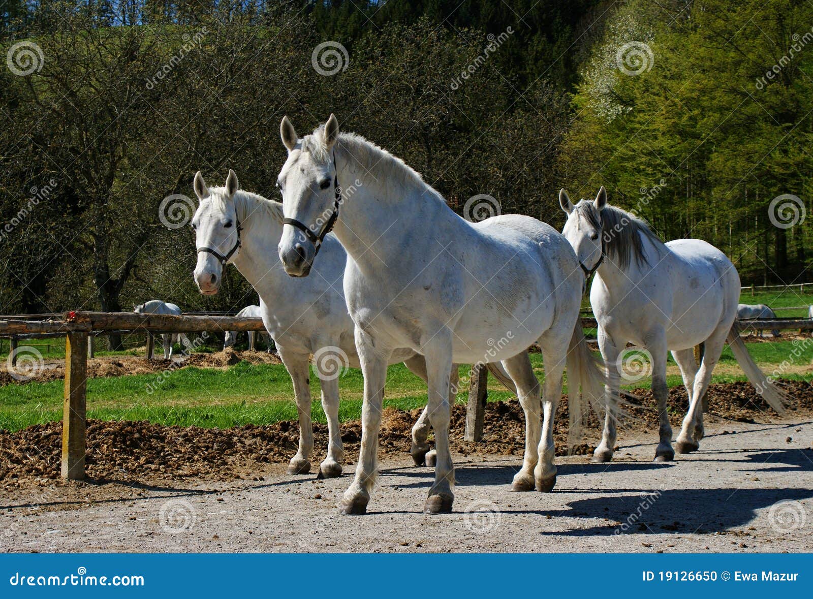 Lipizzaner horses stock photo. Image of dressing, horse - 19126650