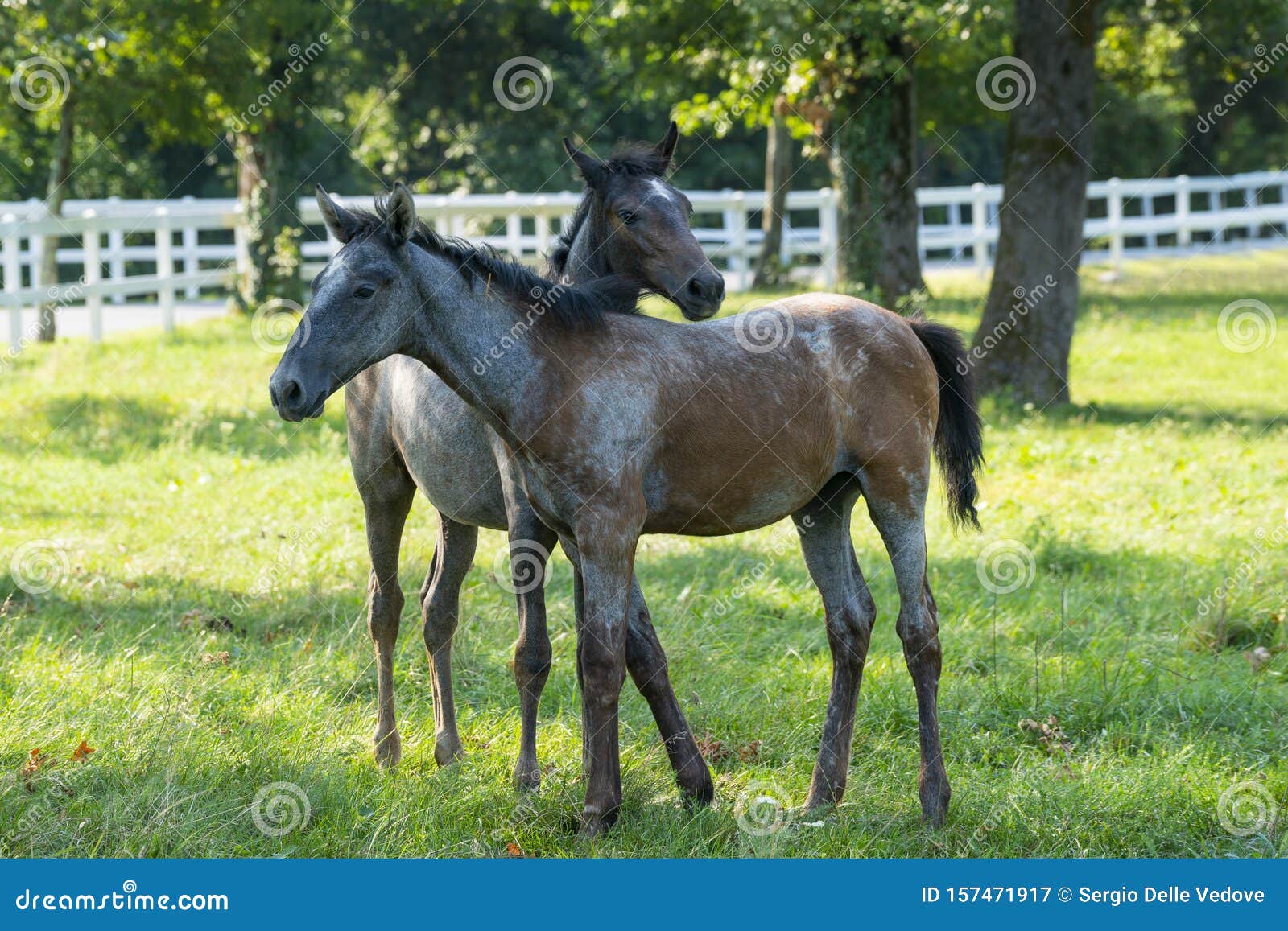 Lipizzaner horses stock image. Image of color, country - 157471917