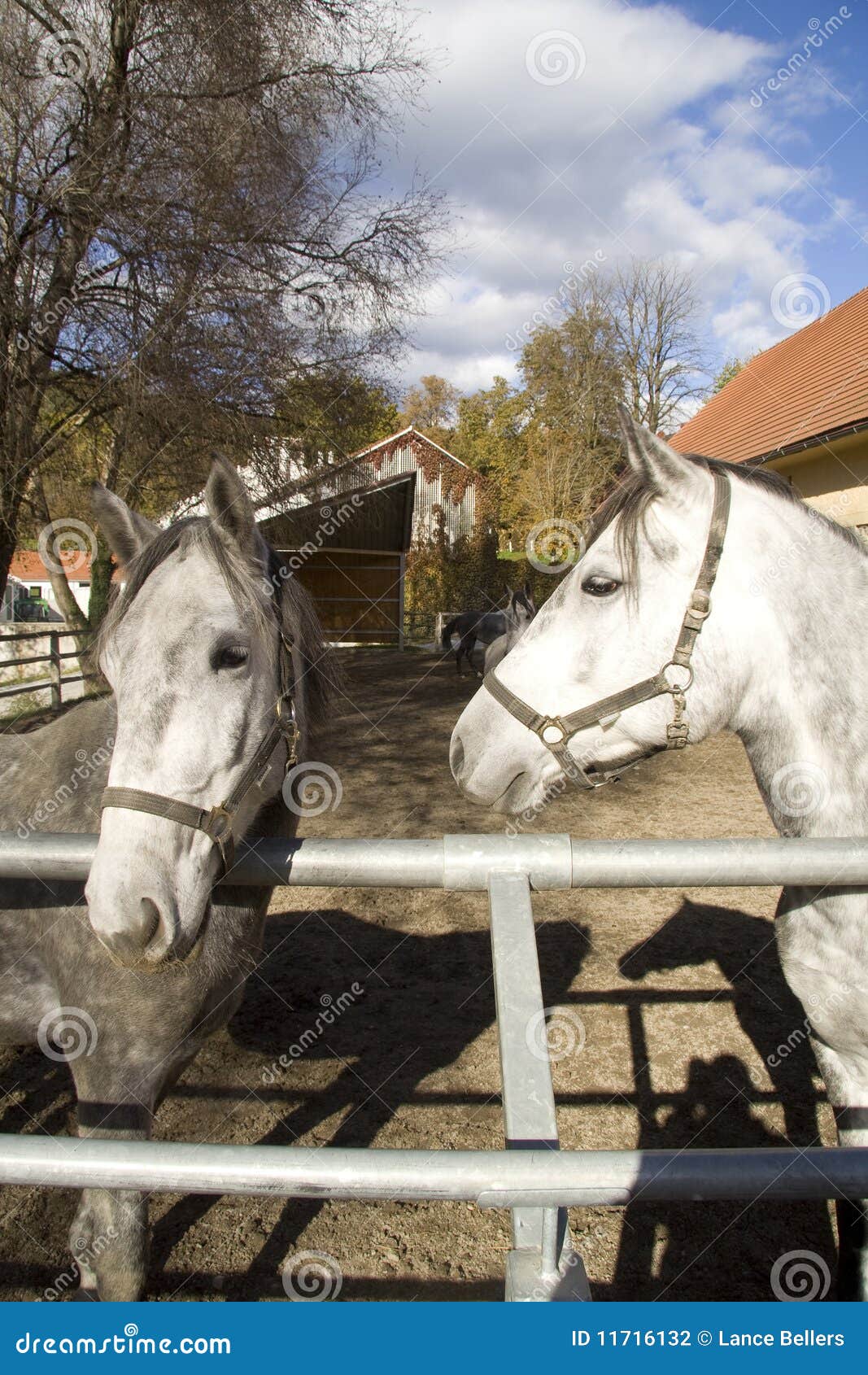 Lipizzaners stock photo. Image of riding, livestock, equine - 11716132