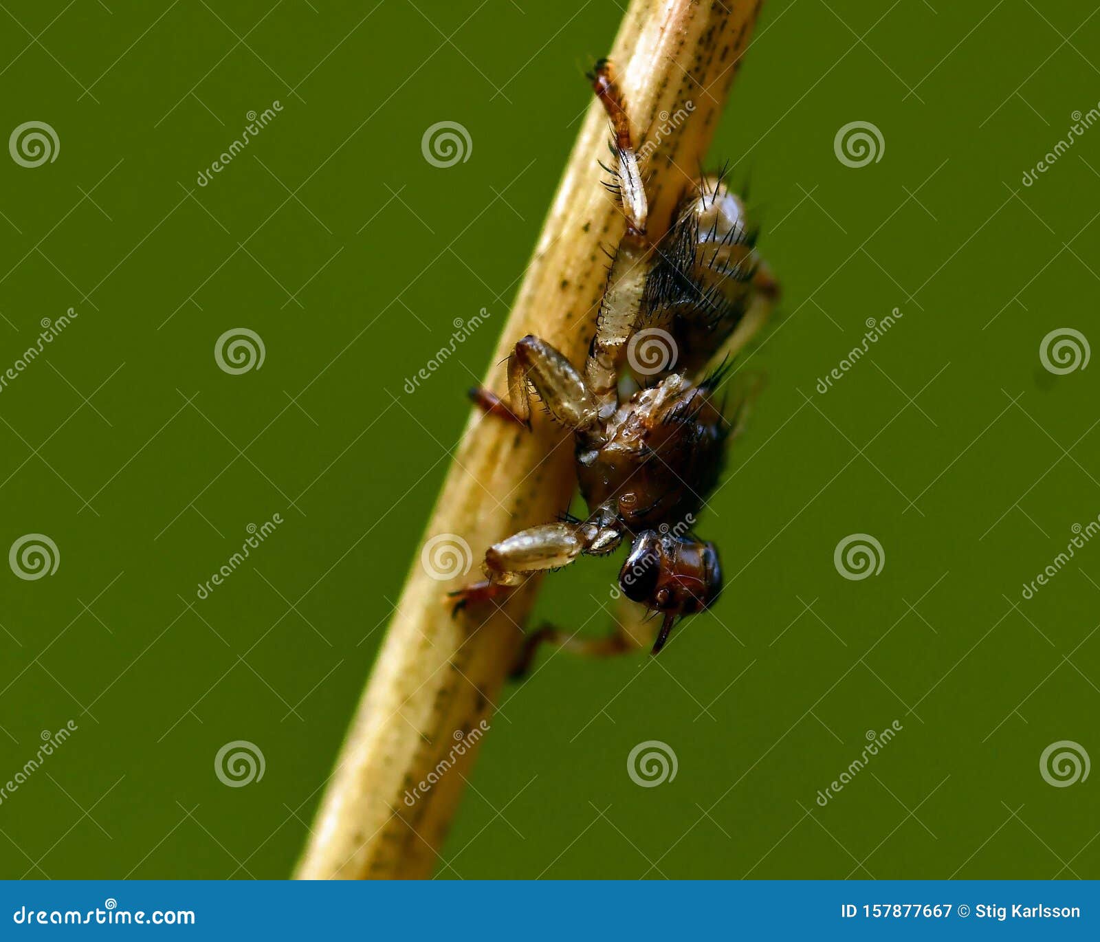 Lipoptena cervi stock image. Image of depth, close, caught - 157877667