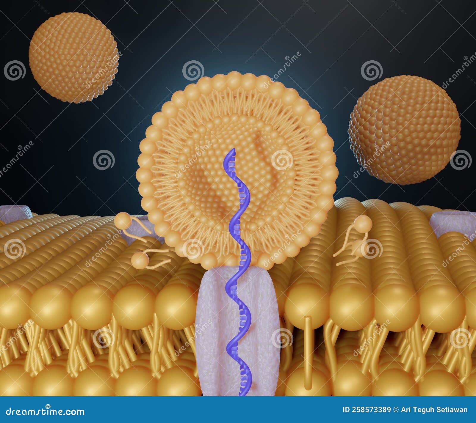 Liposome RNA Transfer into Cell S Membrane 3d Rendering Stock ...