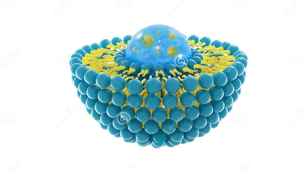 Liposome Structure Cell 3D Rendering Stock Illustration - Illustration ...