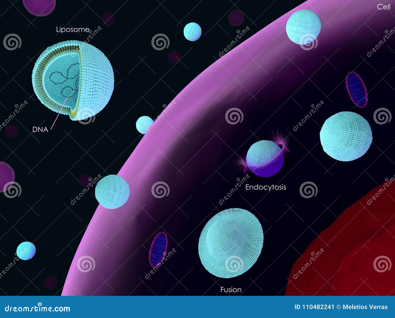 Liposomes stock illustration. Illustration of transfection - 110482241