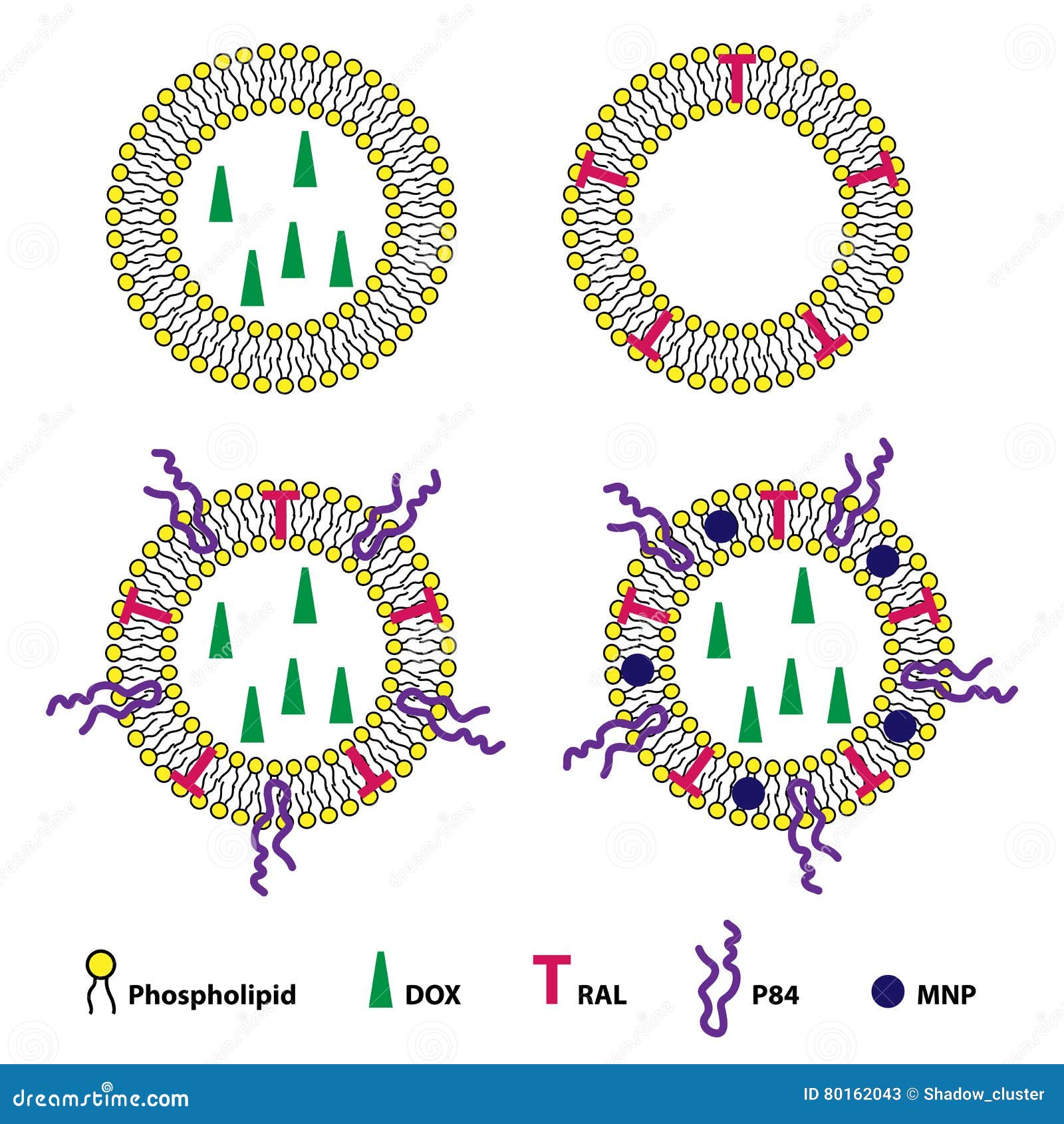 Liposomes Drug Delivery System Sheme Stock Vector - Illustration of ... Liposomes Drug Delivery System Sheme Stock Vector - Illustration of ...