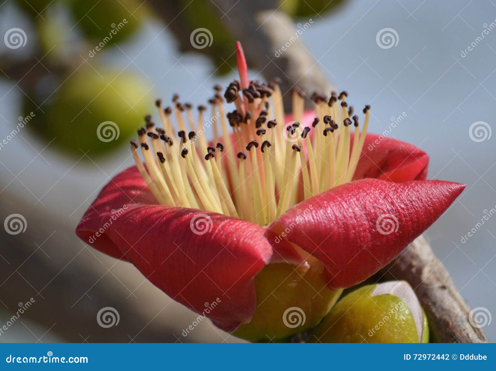 Lips Flower stock photo. Image of city, place, bhopal - 72972442