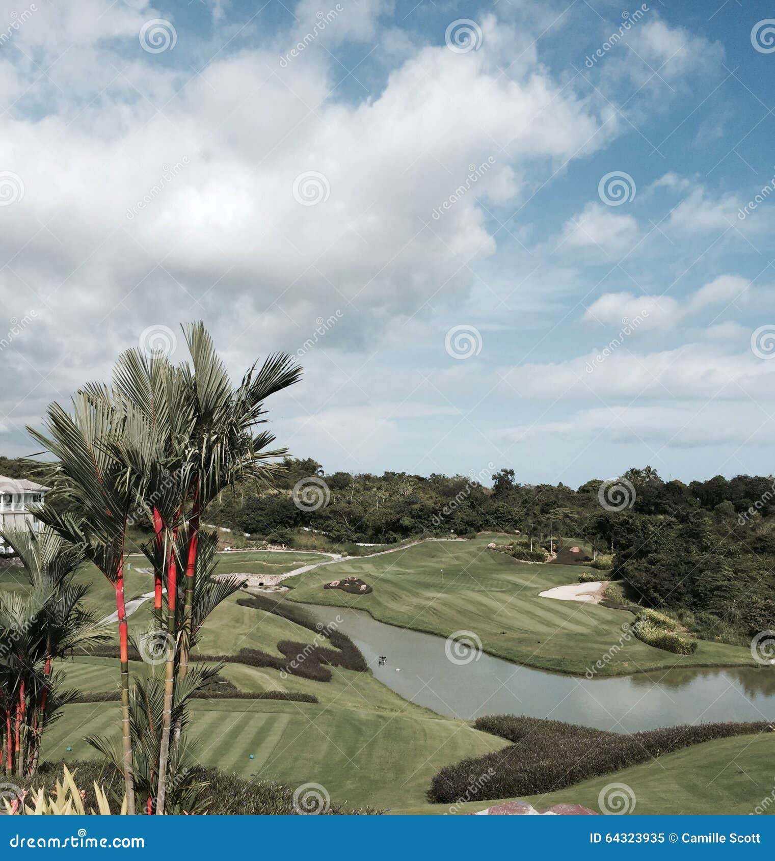 Lipstick Palm Overlooking a Golf Course Stock Image - Image of ...