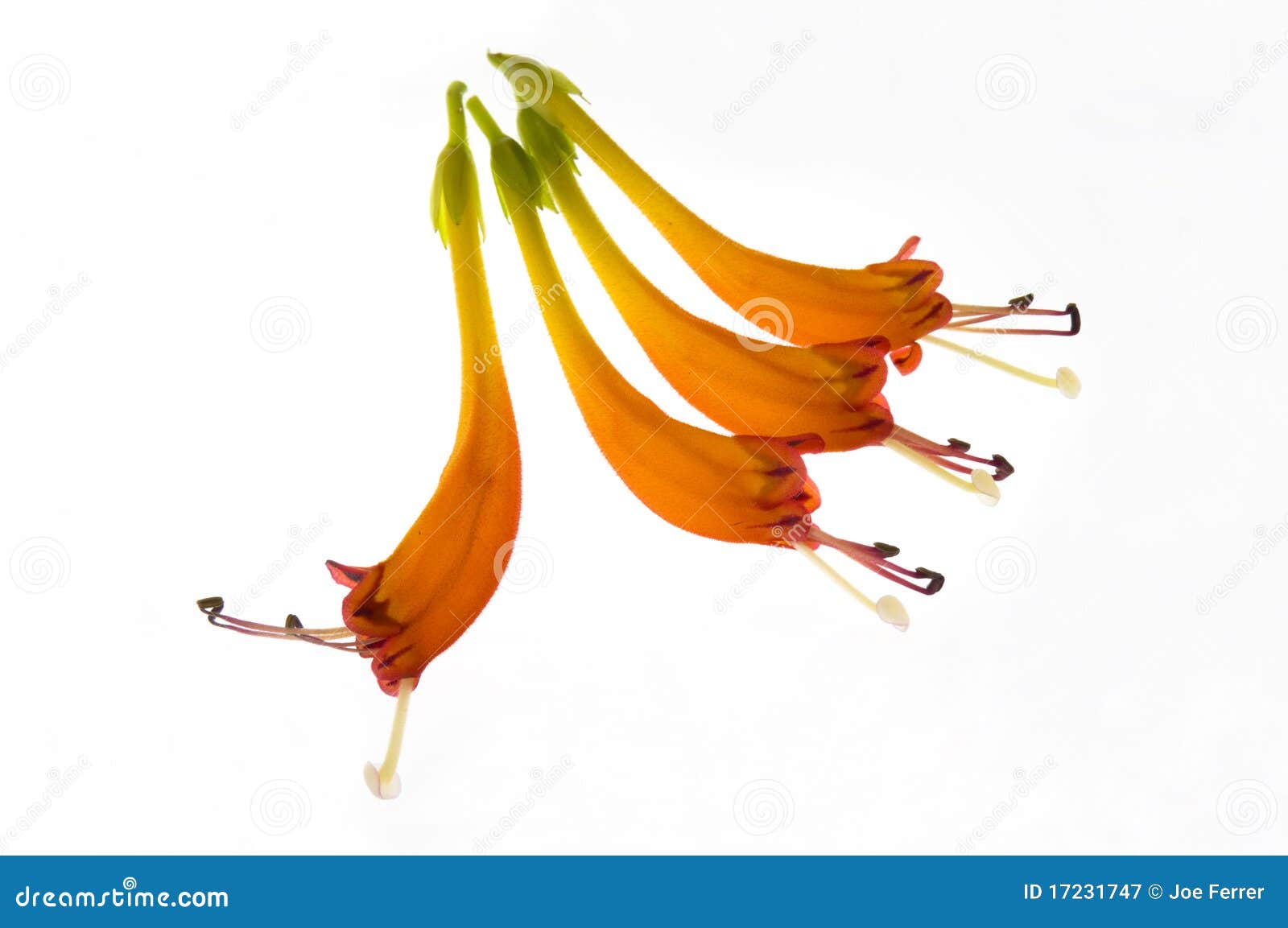 Lipstick Plant Blooms stock image. Image of anthers, stamen - 17231747
