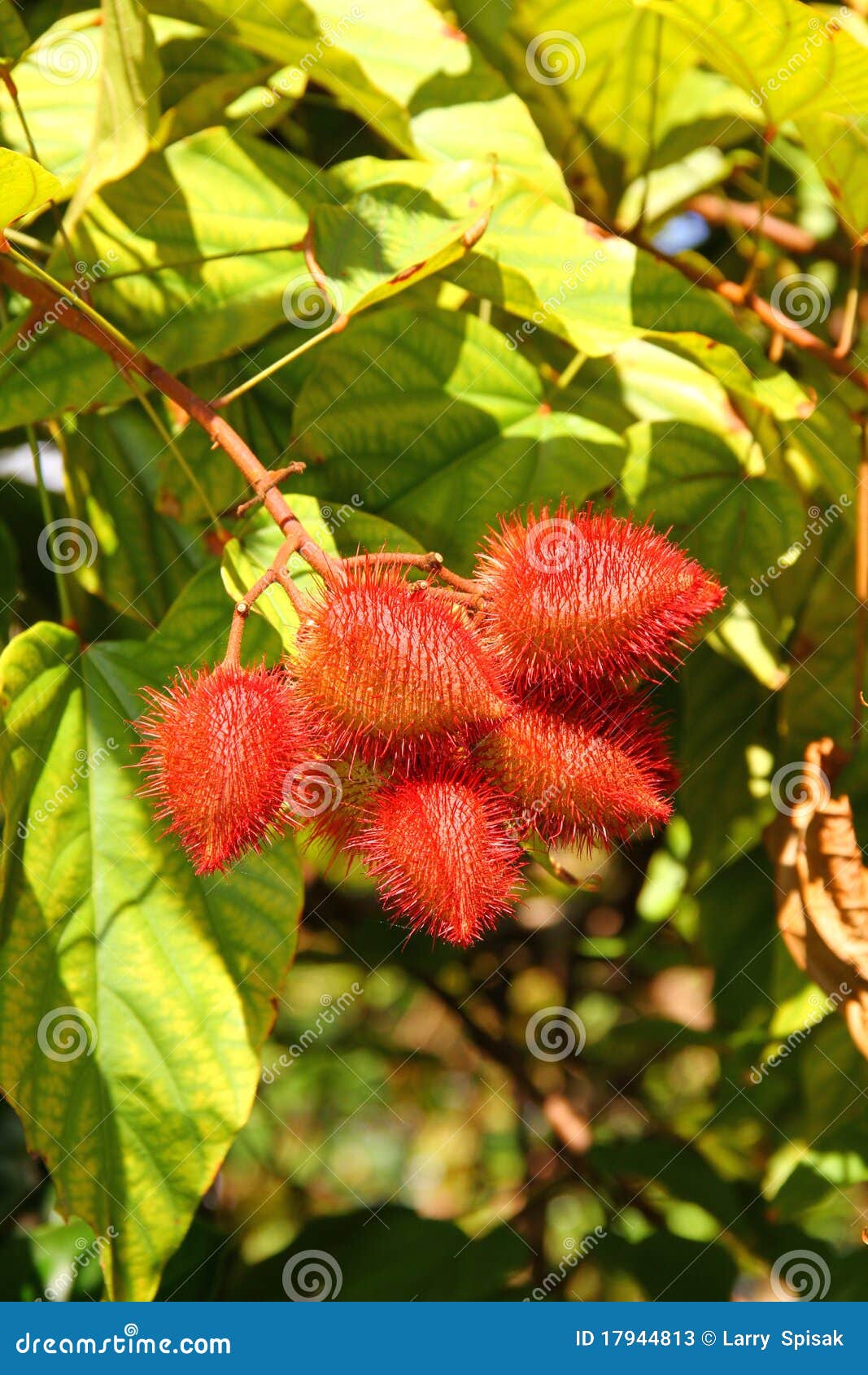 Lipstick Tree stock image. Image of natural, edible, coloring - 17944813