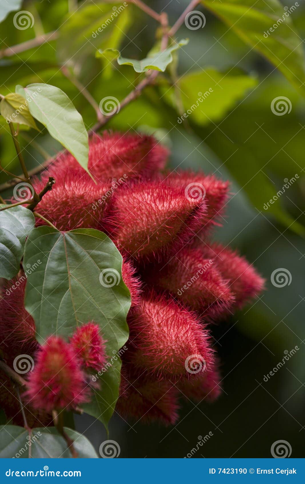 Lipstick Tree blossoms stock photo. Image of africa, fluffy - 7423190