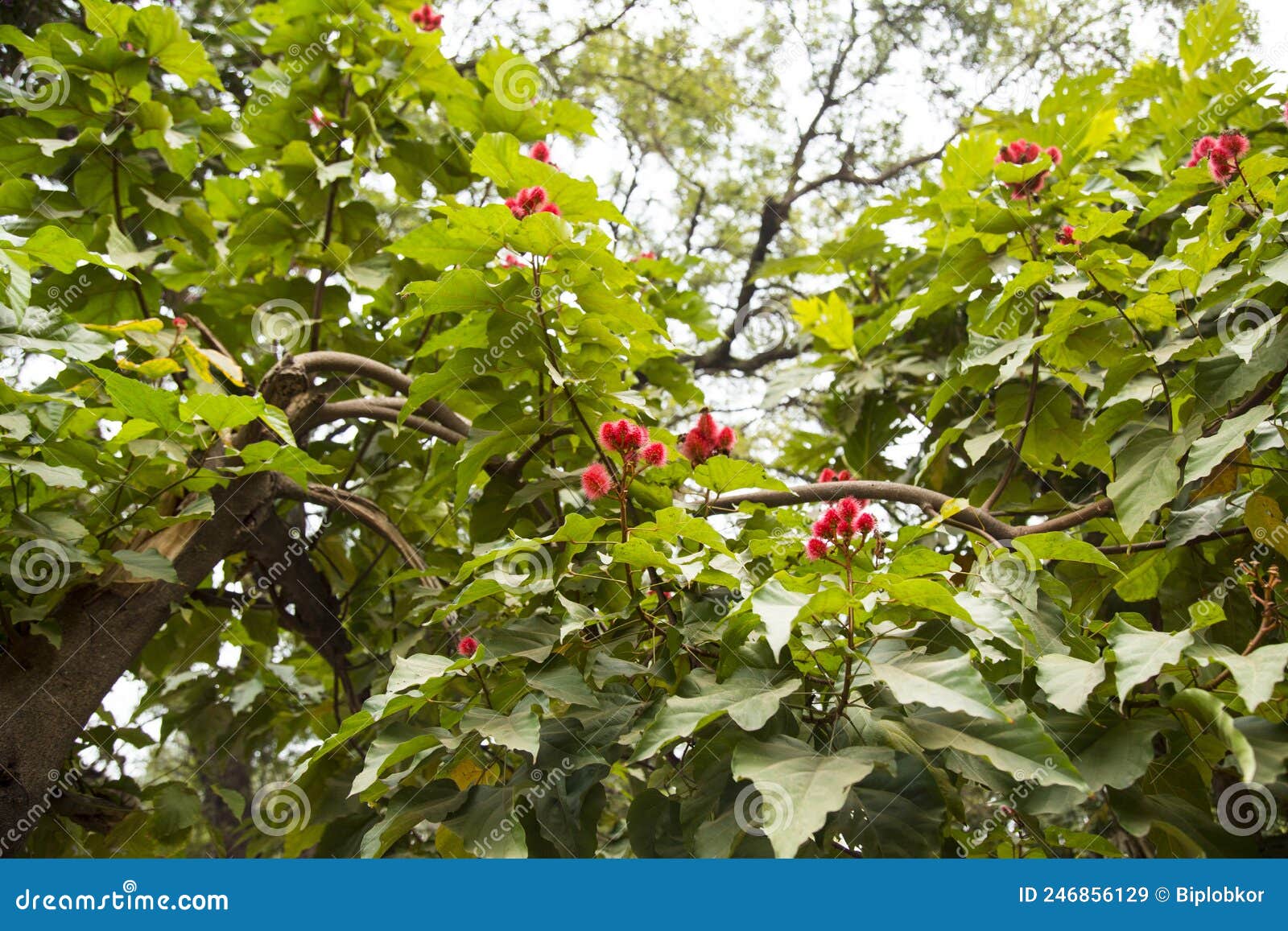 Lipstick Tree at West Bengal, India Stock Image - Image of unfocused ...