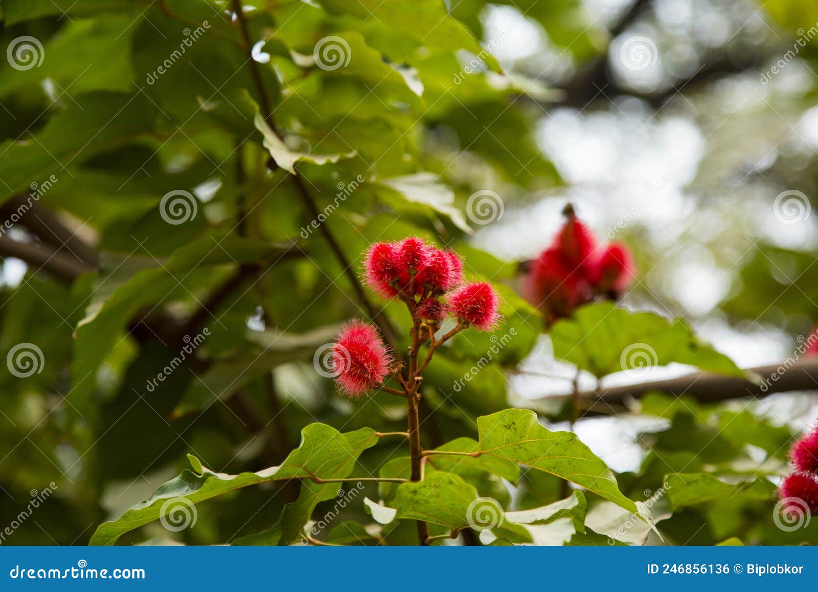 Lipstick Tree, Achiote Pink Flowers And Seed Pods In Red Bixa O Royalty ...