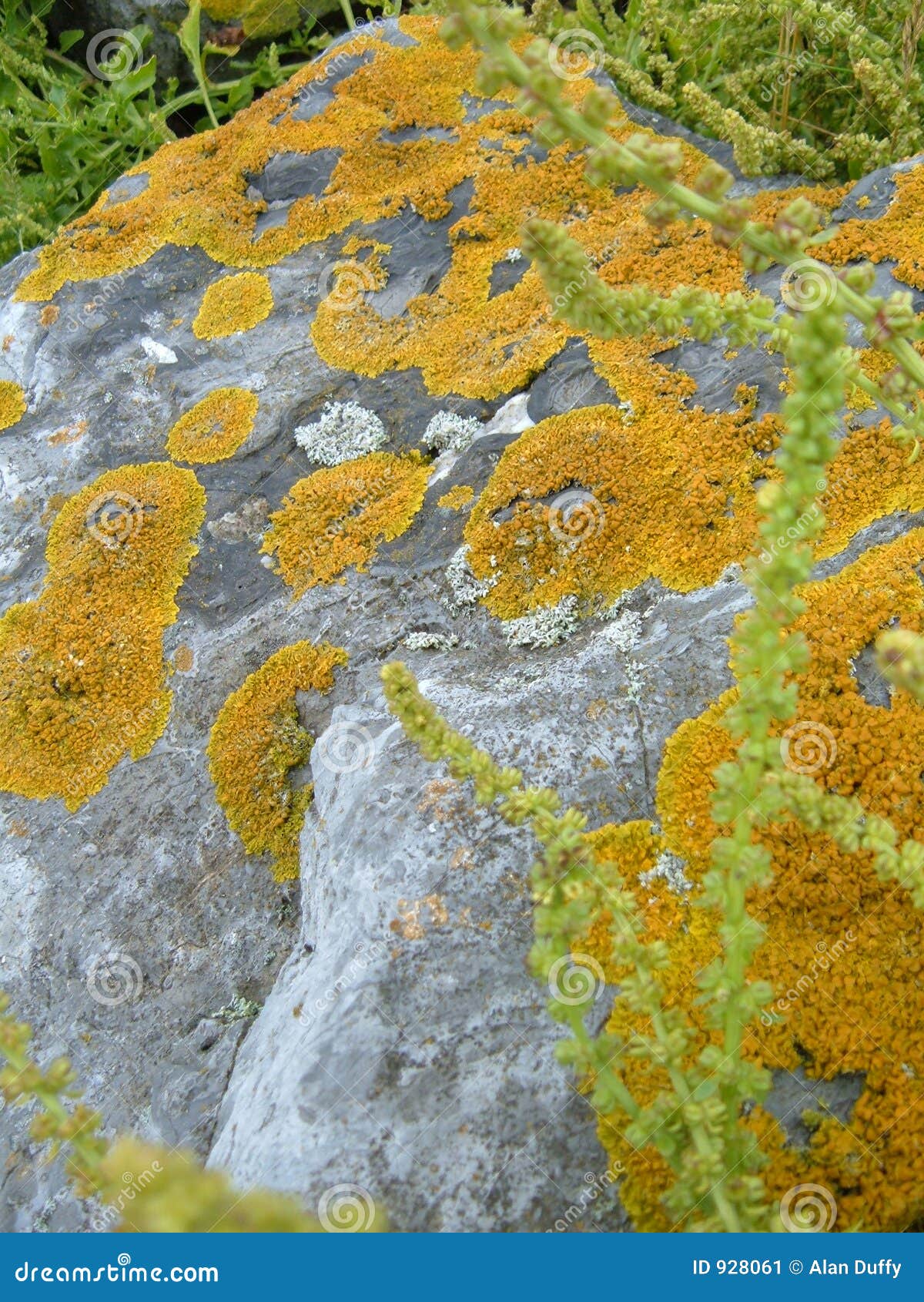 Liquenes En Roca Imagen de archivo - Imagen: 928061