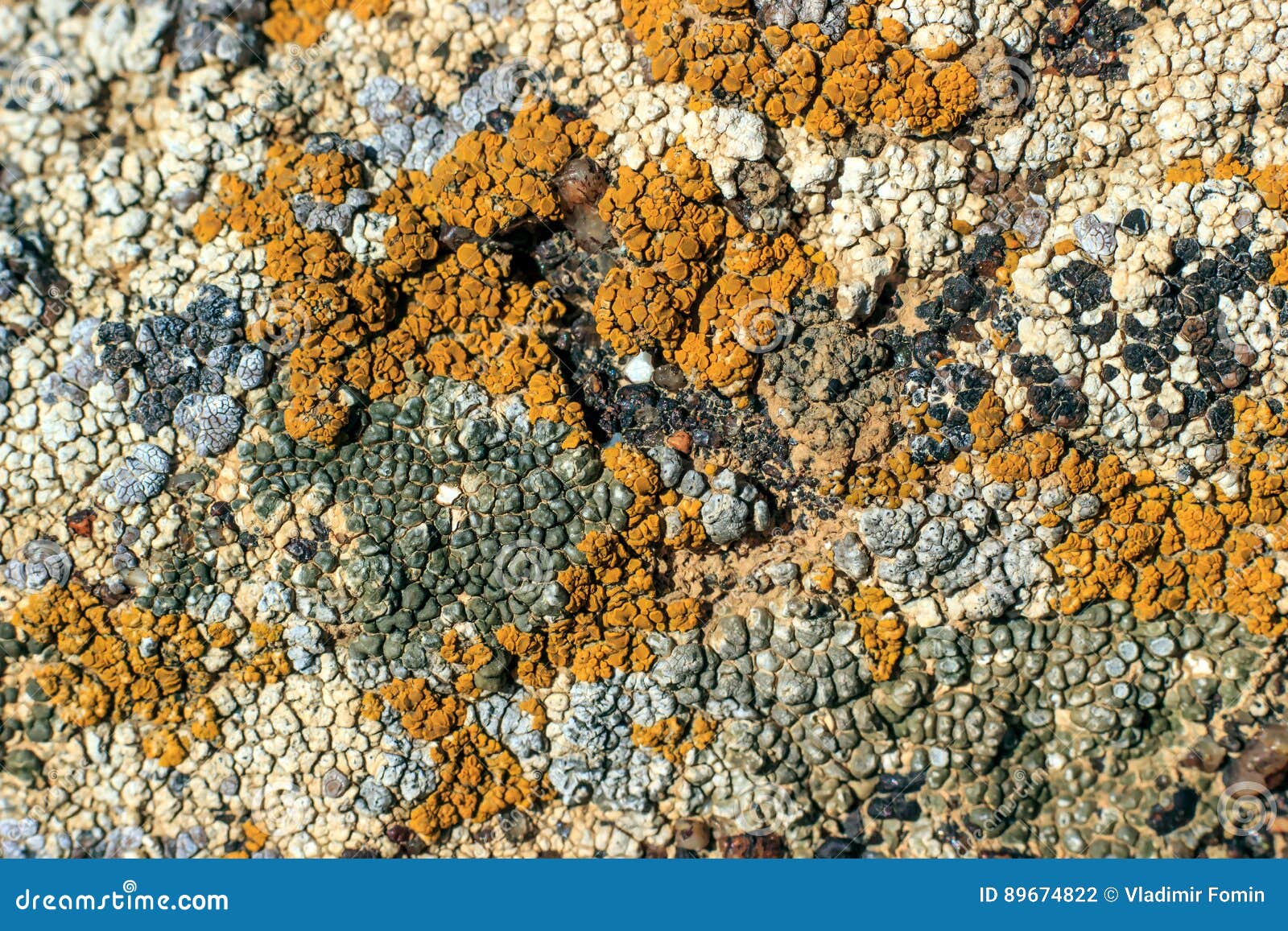 Liquenes en una piedra foto de archivo. Imagen de color - 89674822