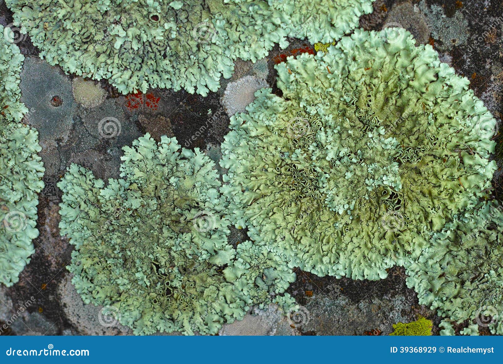 Liquenes verdes imagen de archivo. Imagen de verde, planta - 39368929