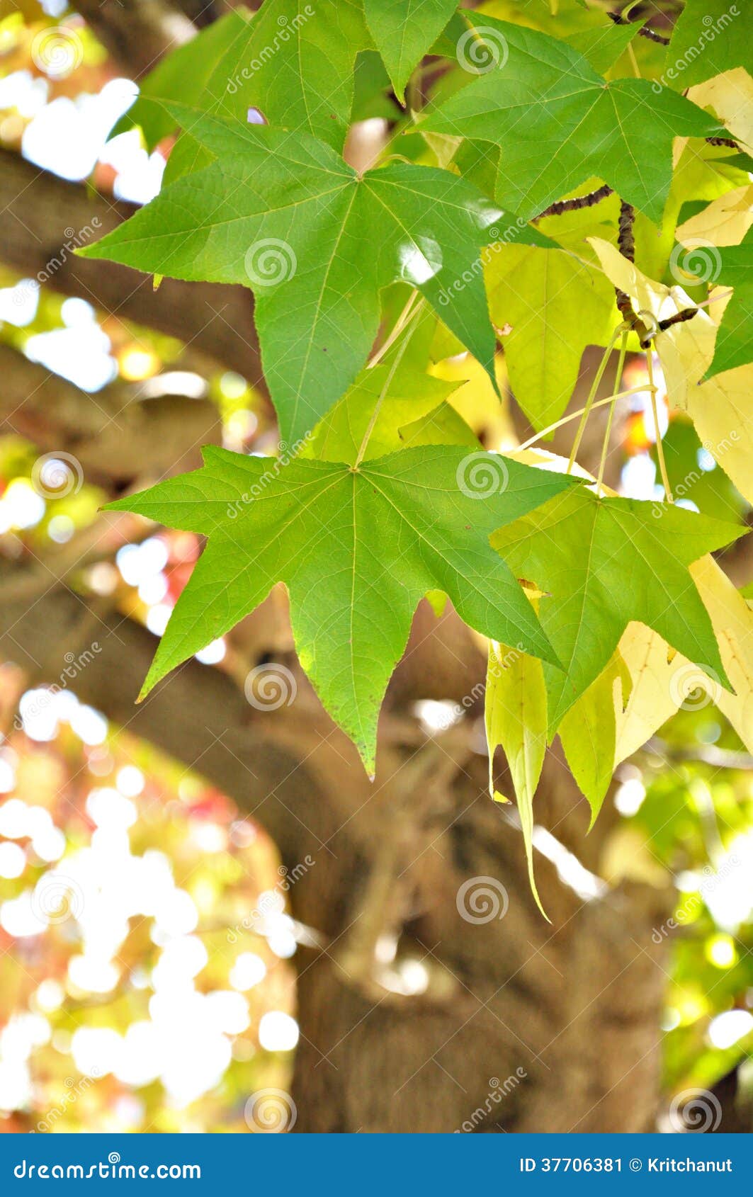 Liquid Amber leaves stock image. Image of botany, nature - 37706381
