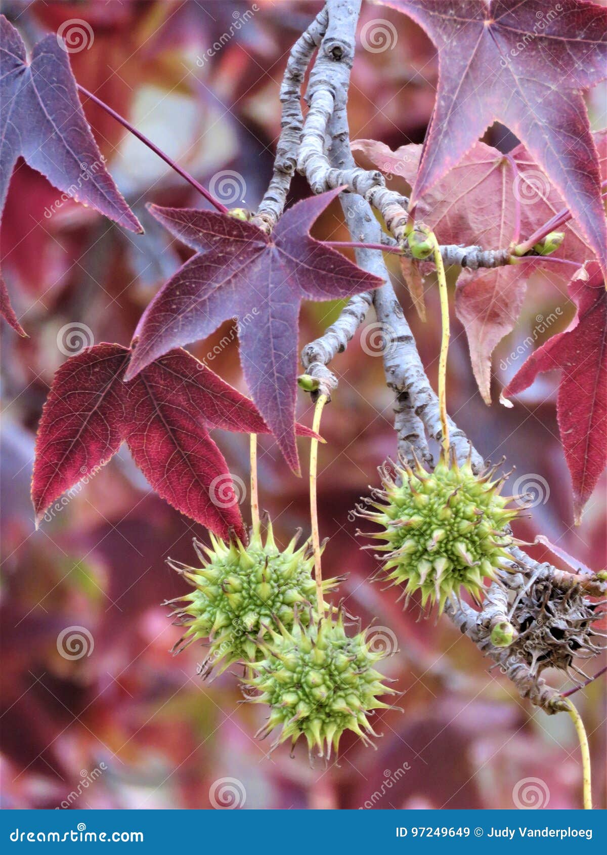 Liquid Amber leaves stock image. Image of fruit, hamamelidaceae - 97249649