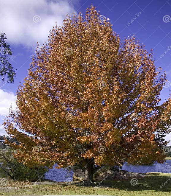 Liquid Amber Tree stock image. Image of park, color, sunny - 2689485