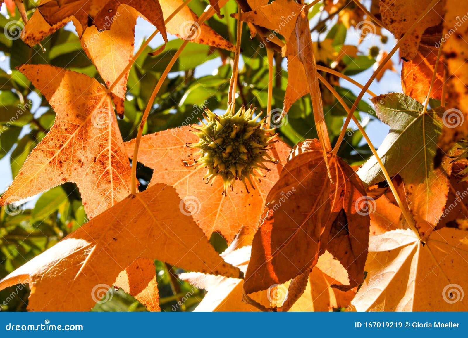 Liquid Amber Tree in Autumn 库存图片 - 图片 包括有 校正, 种子: 167019219