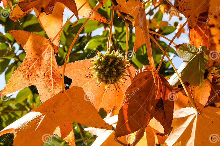 Liquid Amber Tree in Autumn Stock Image - Image of amber, seed: 167019219