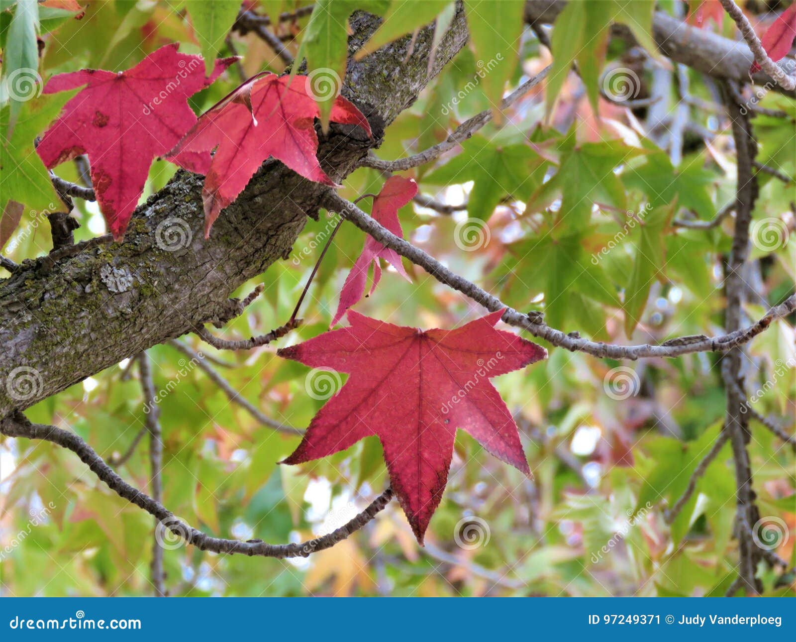 Liquid Amber Tree Stock Images - Download 369 Royalty Free Photos