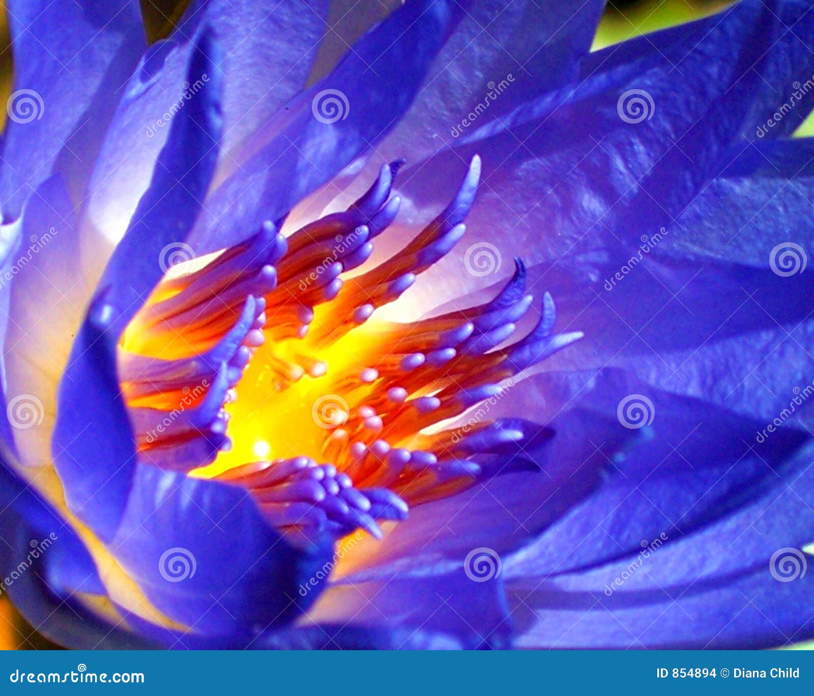 Liquid Fire stock photo. Image of nature, water, fire, petal - 854894