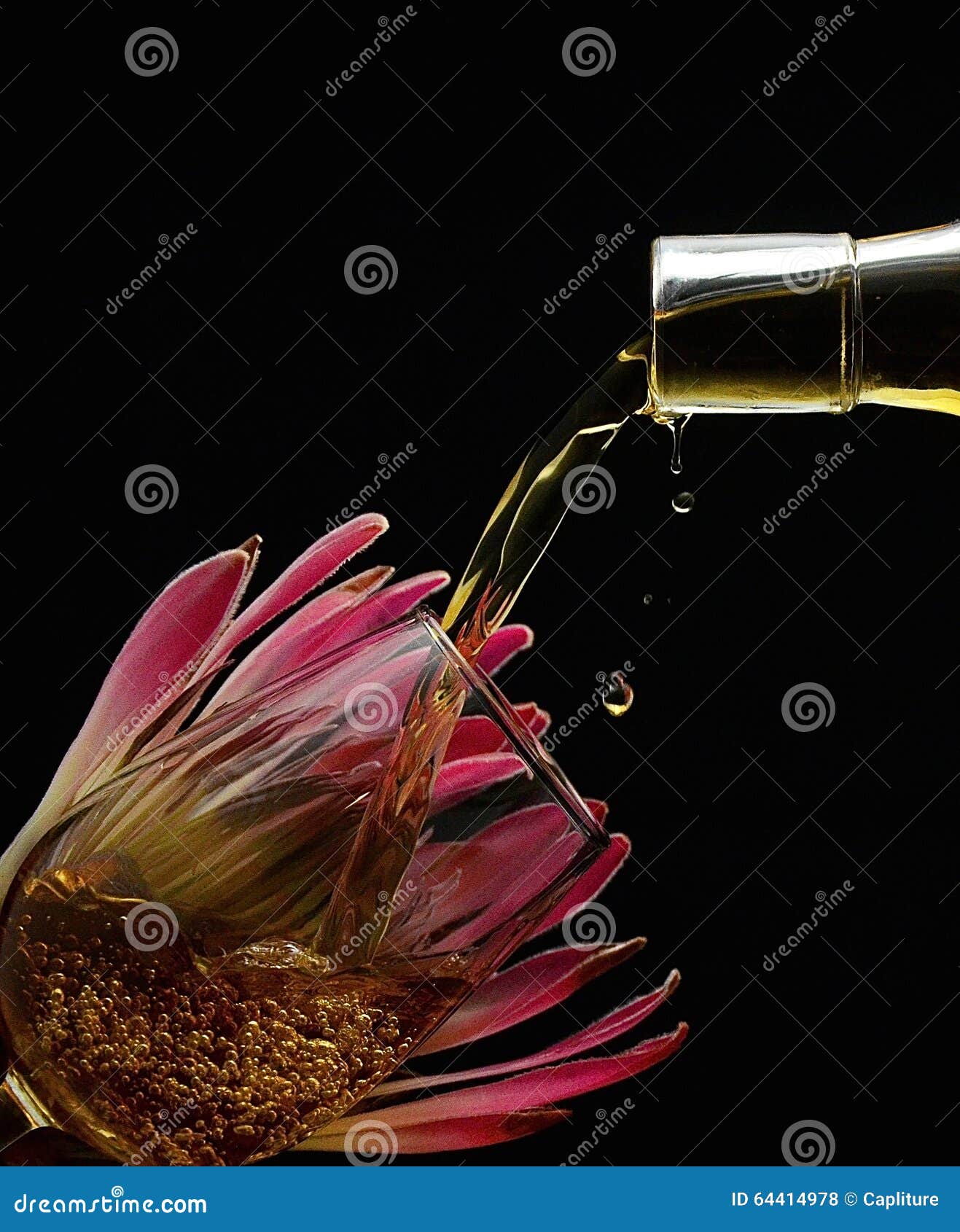 Liquid Sunshine Pouring Protea Stock Photo - Image of flower ...