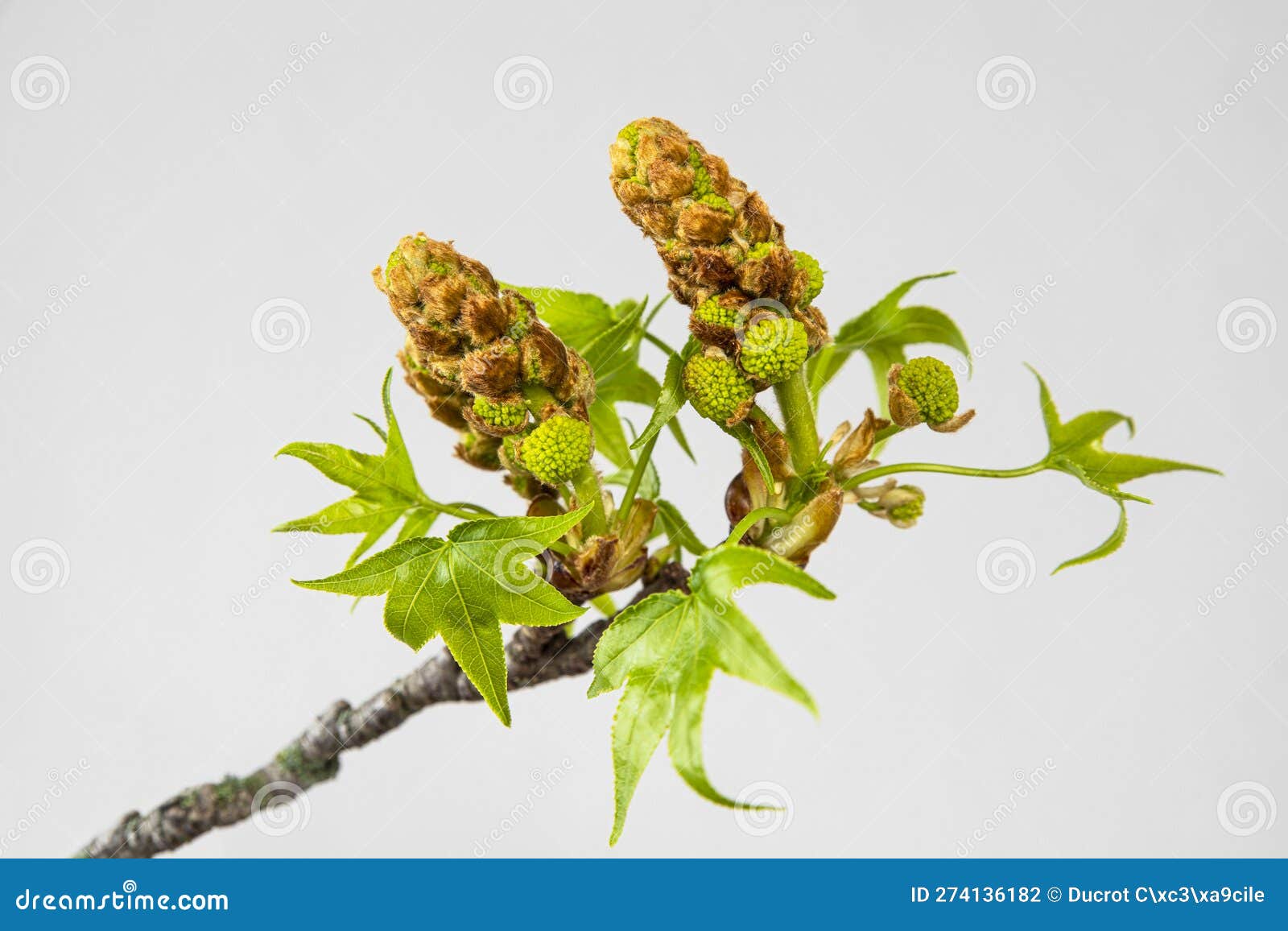 Liquidambar flower and bud stock photo. Image of plants - 274136182