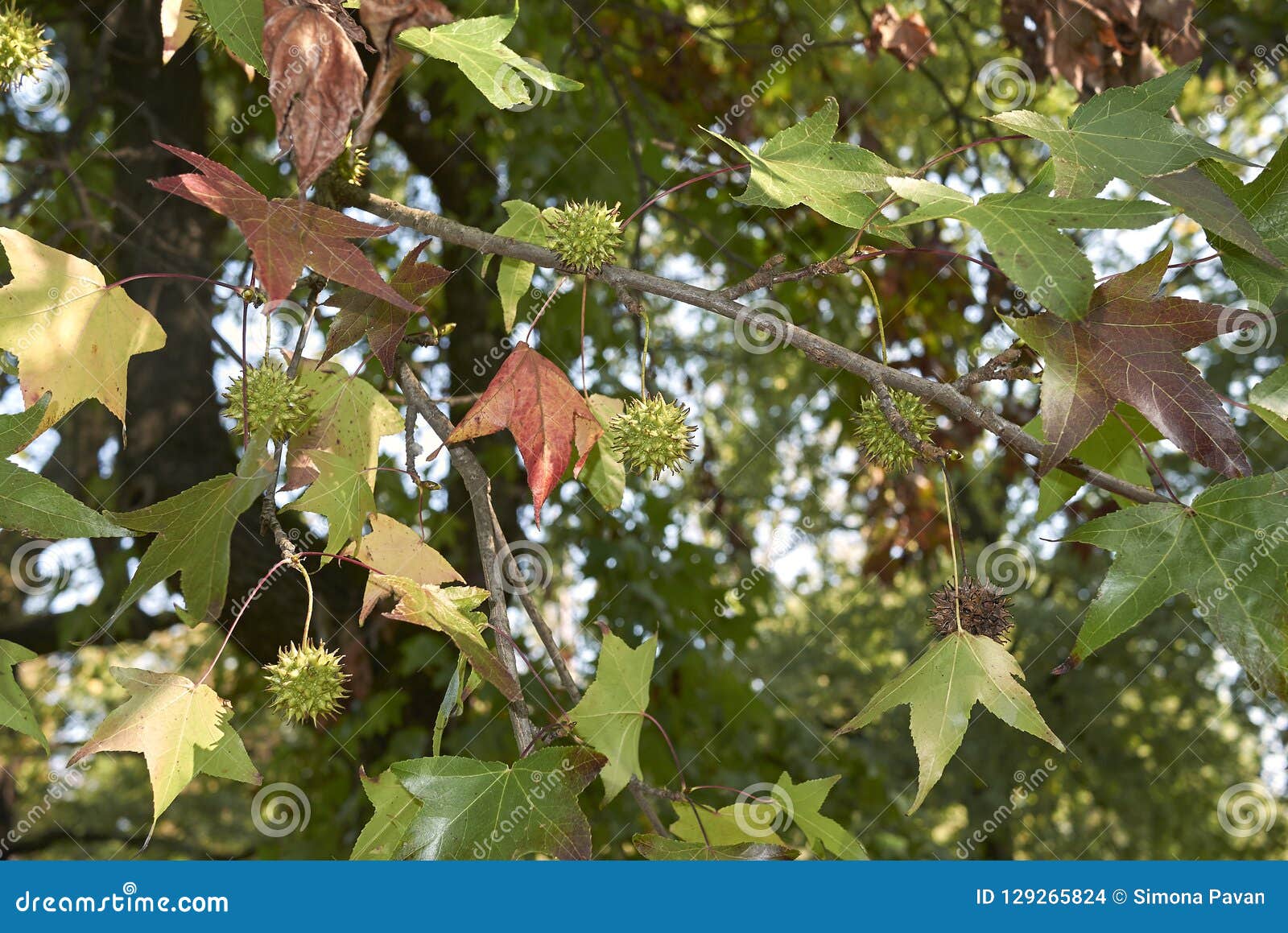 Multicolored Foliage of Liquidambar Styraciflua Tree Stock Photo ...