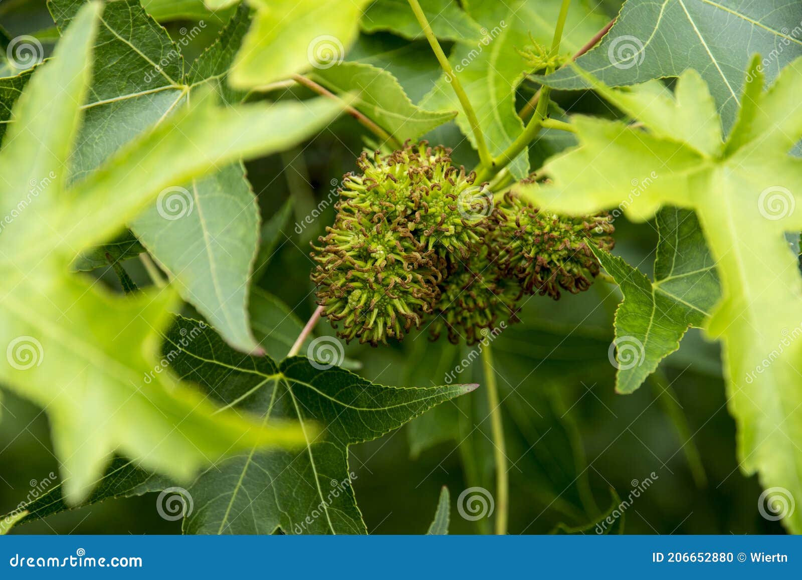 `Flowers of Liquidambar Styraciflua `Thea` Stock Photo - Image of ...