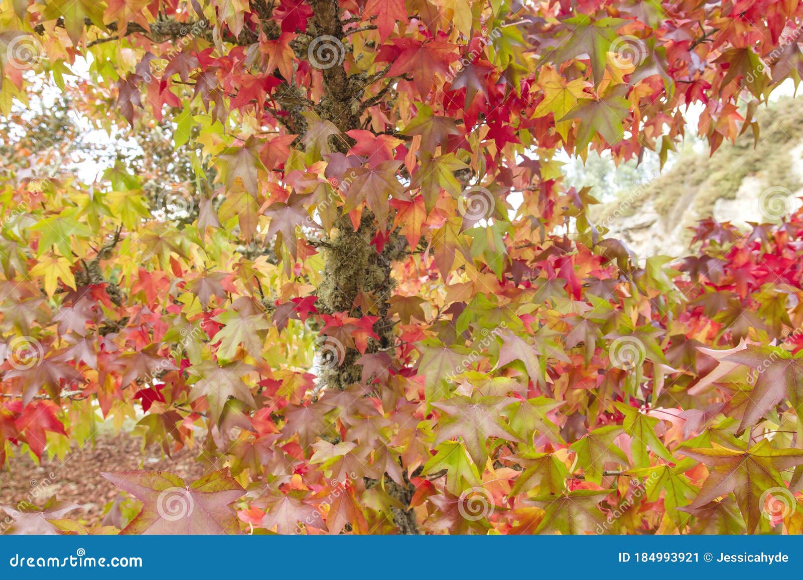 Liquidambar Tree Multicolor Autumnal Foliage Stock Image - Image of ...