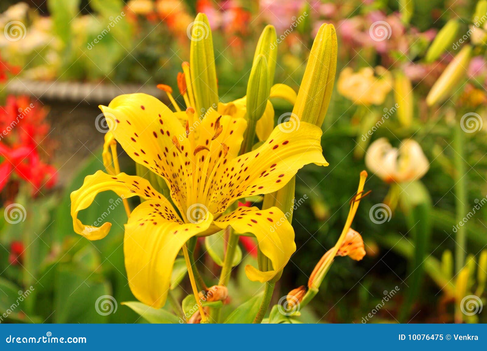 Lirio amarillo imagen de archivo. Imagen de tigre, polen - 10076475