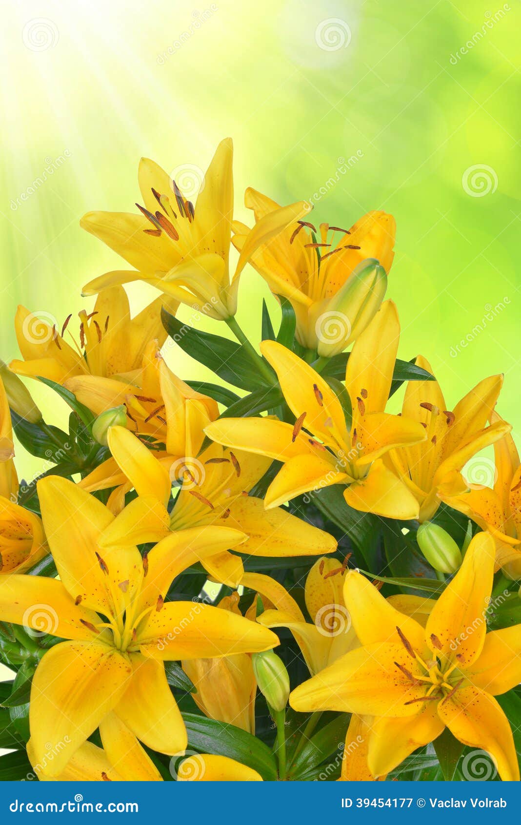 Lirio amarillo imagen de archivo. Imagen de elegancia - 39454177