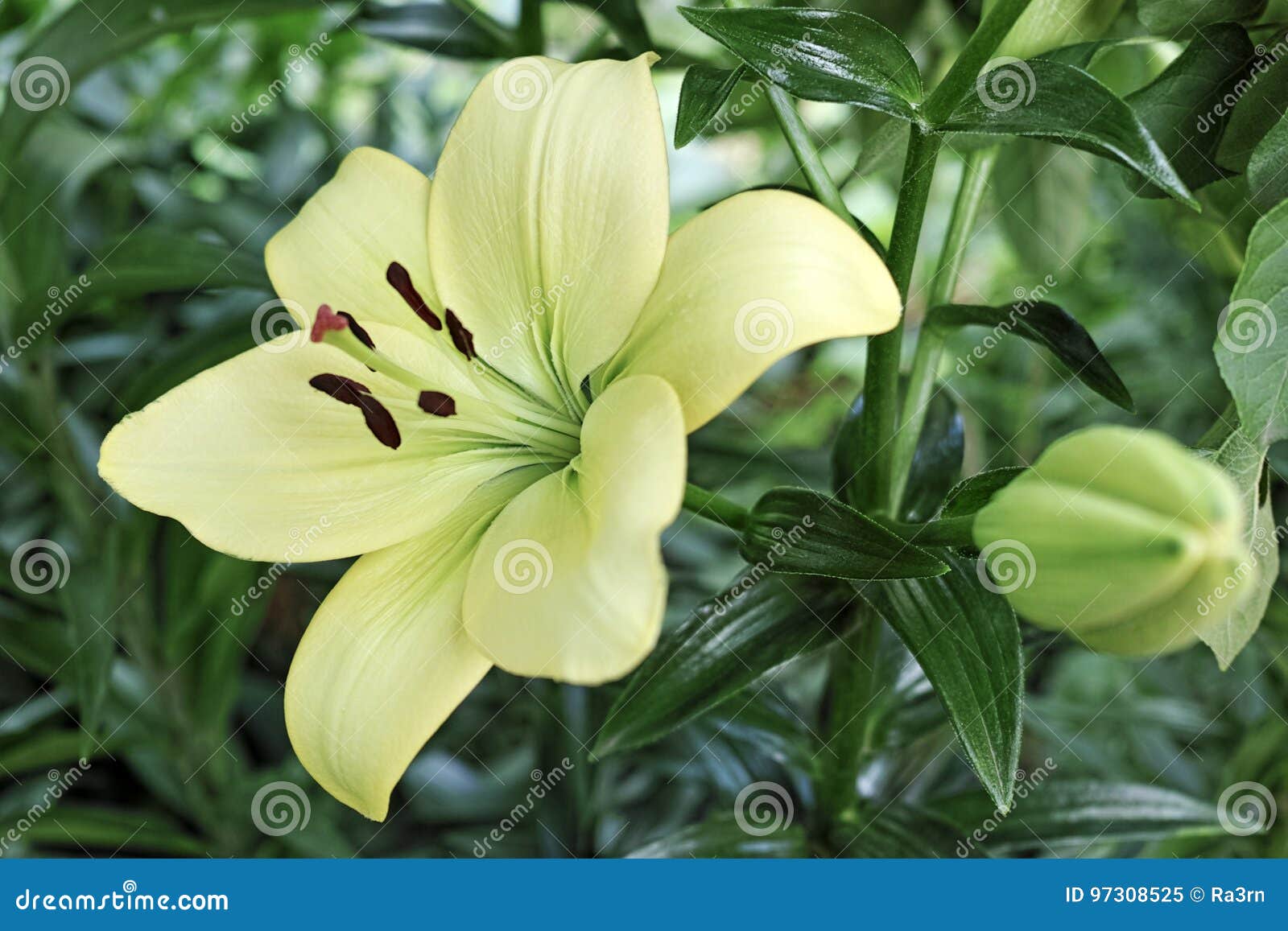 Lirio Amarillo Claro En El Macizo De Flores Imagen de archivo - Imagen ...