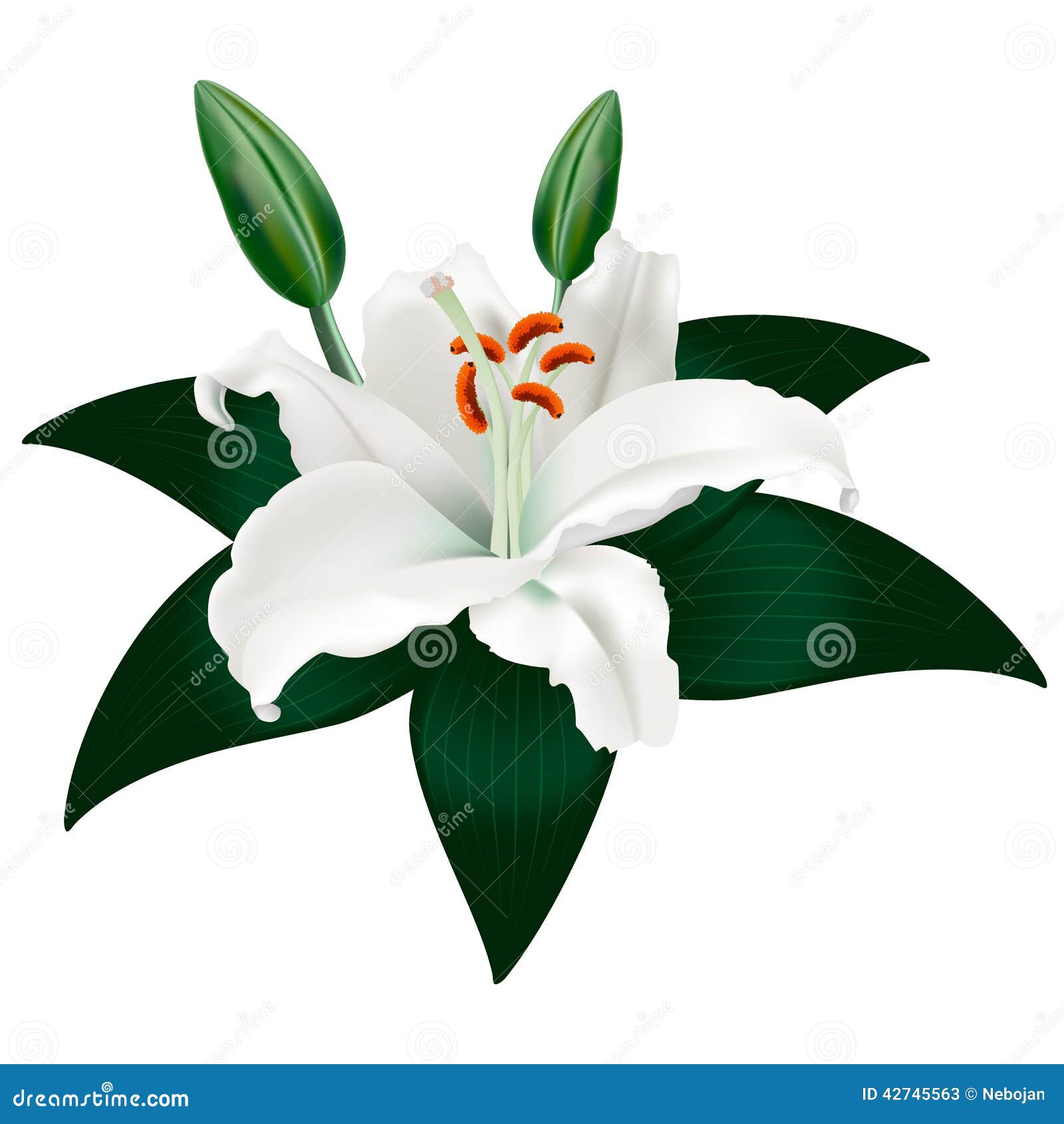 Lirio blanco con una hoja ilustración del vector. Ilustración de ...